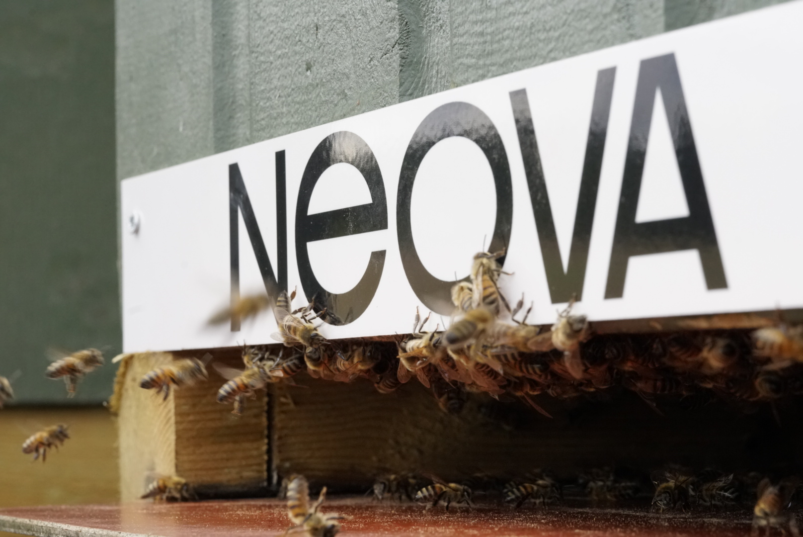 Neova teams up with bees to support biodiversity - Neova Group