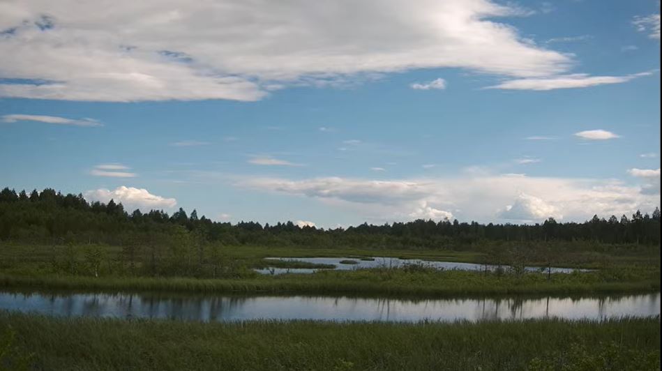 The live camera captures the diverse life and sounds of the wetland ...